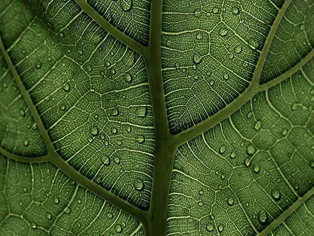 S2E06 - Firmly Planted - Psalm 1 - Fourthstream